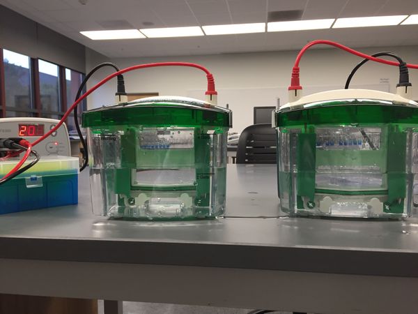 Polyacrylamide Gel Electrophoresis - Stanford SSI Wiki
